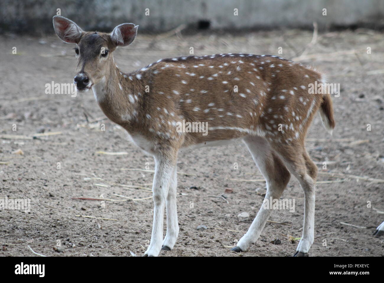 Beautiful wild life beautiful animal .Deer are among the most familiar ...