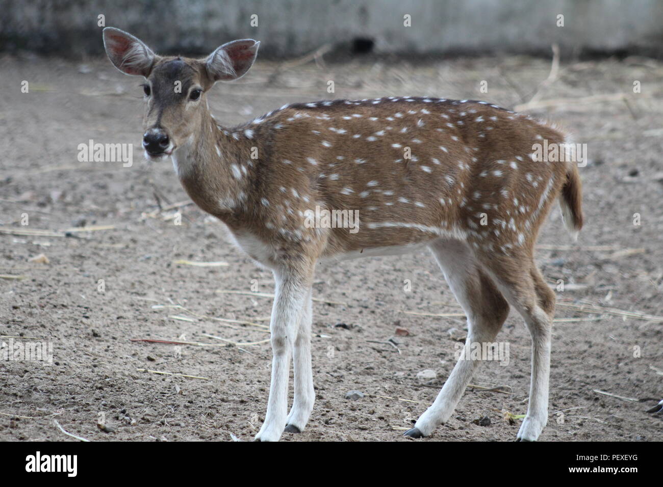 Beautiful wild life beautiful animal .Deer are among the most familiar ...
