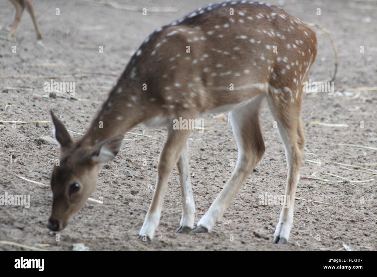 Beautiful wild life beautiful animal .Deer are among the most familiar ...