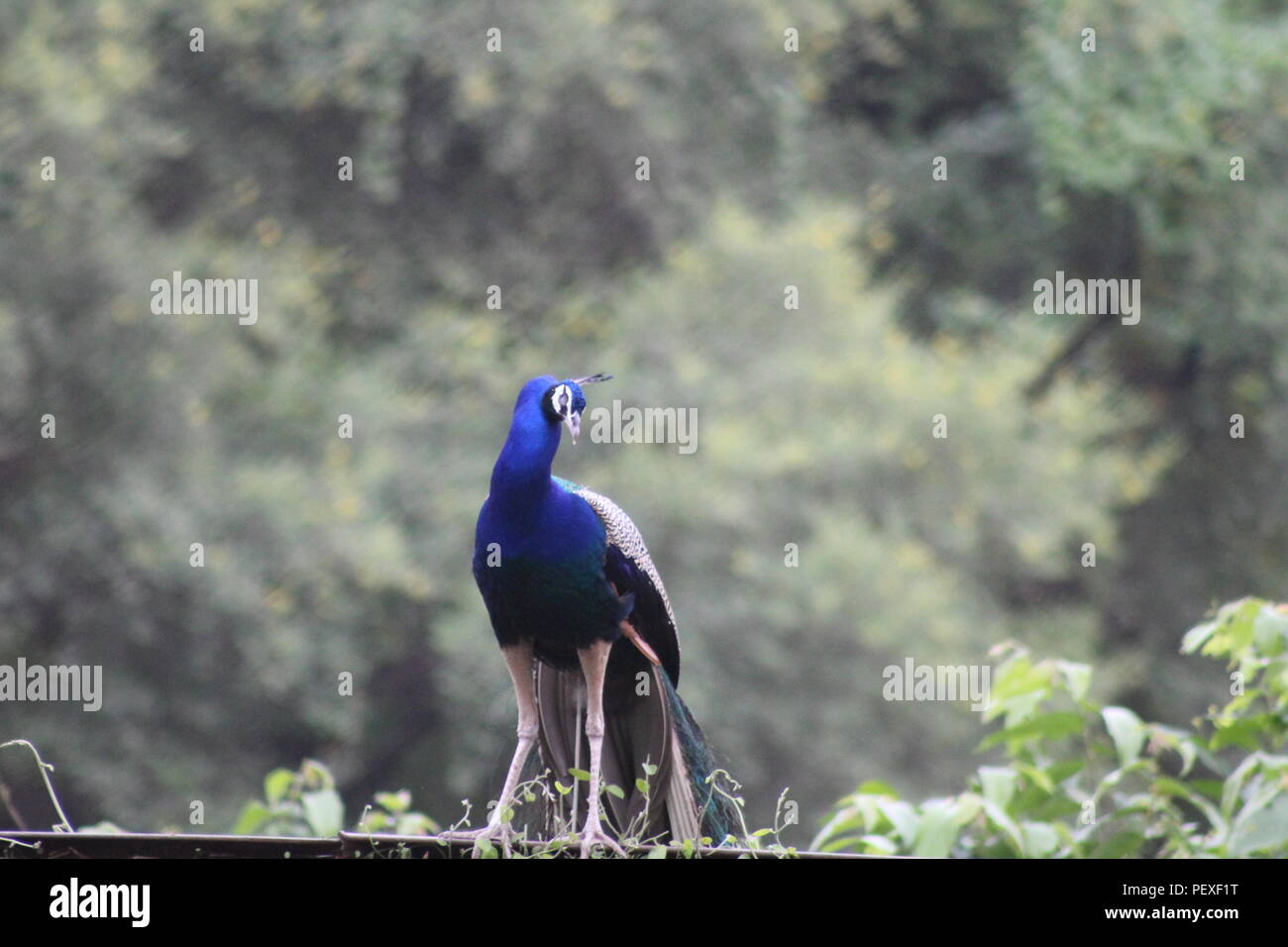wild life photography peacock peahen.colorful wild life in rainy season ...