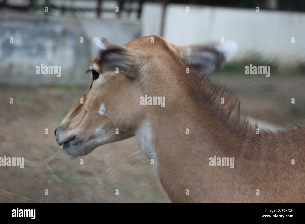 Beautiful wild life beautiful animal .Deer are among the most familiar ...