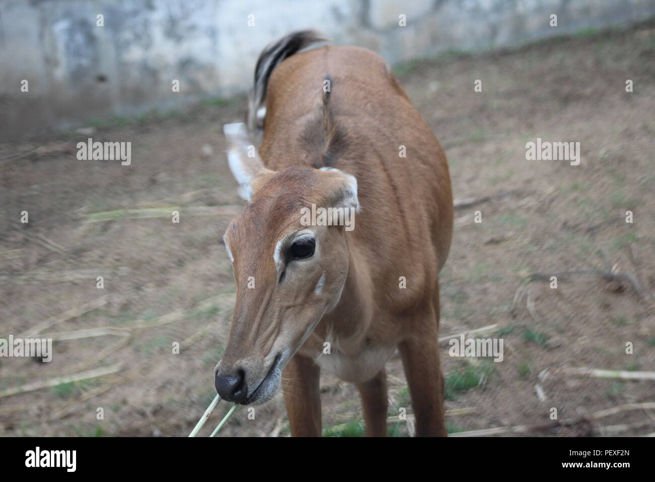 Beautiful wild life beautiful animal .Deer are among the most familiar ...