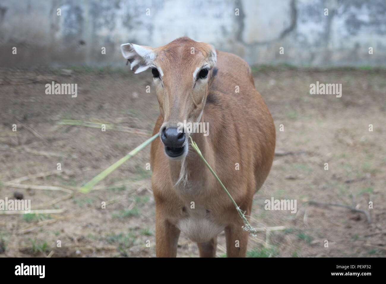 Beautiful wild life beautiful animal .Deer are among the most familiar ...