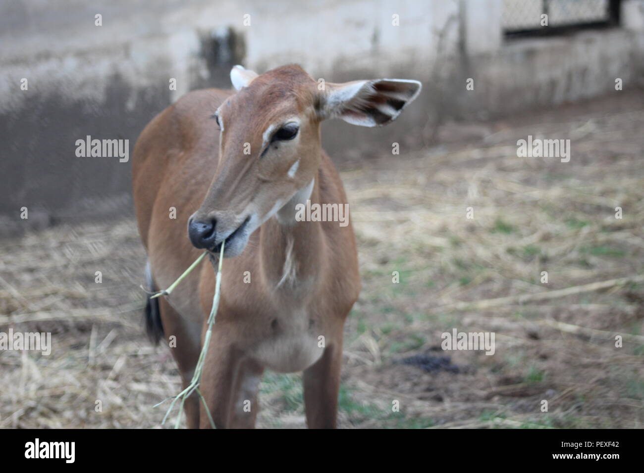 Beautiful wild life beautiful animal .Deer are among the most familiar ...