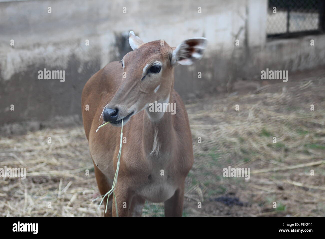 Beautiful wild life beautiful animal .Deer are among the most familiar ...