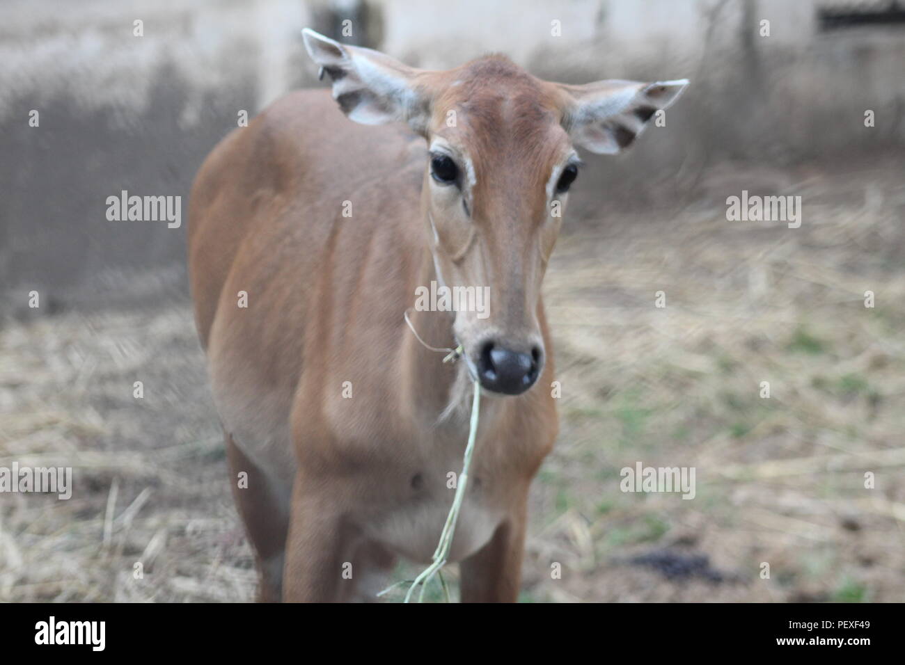 Beautiful wild life beautiful animal .Deer are among the most familiar ...