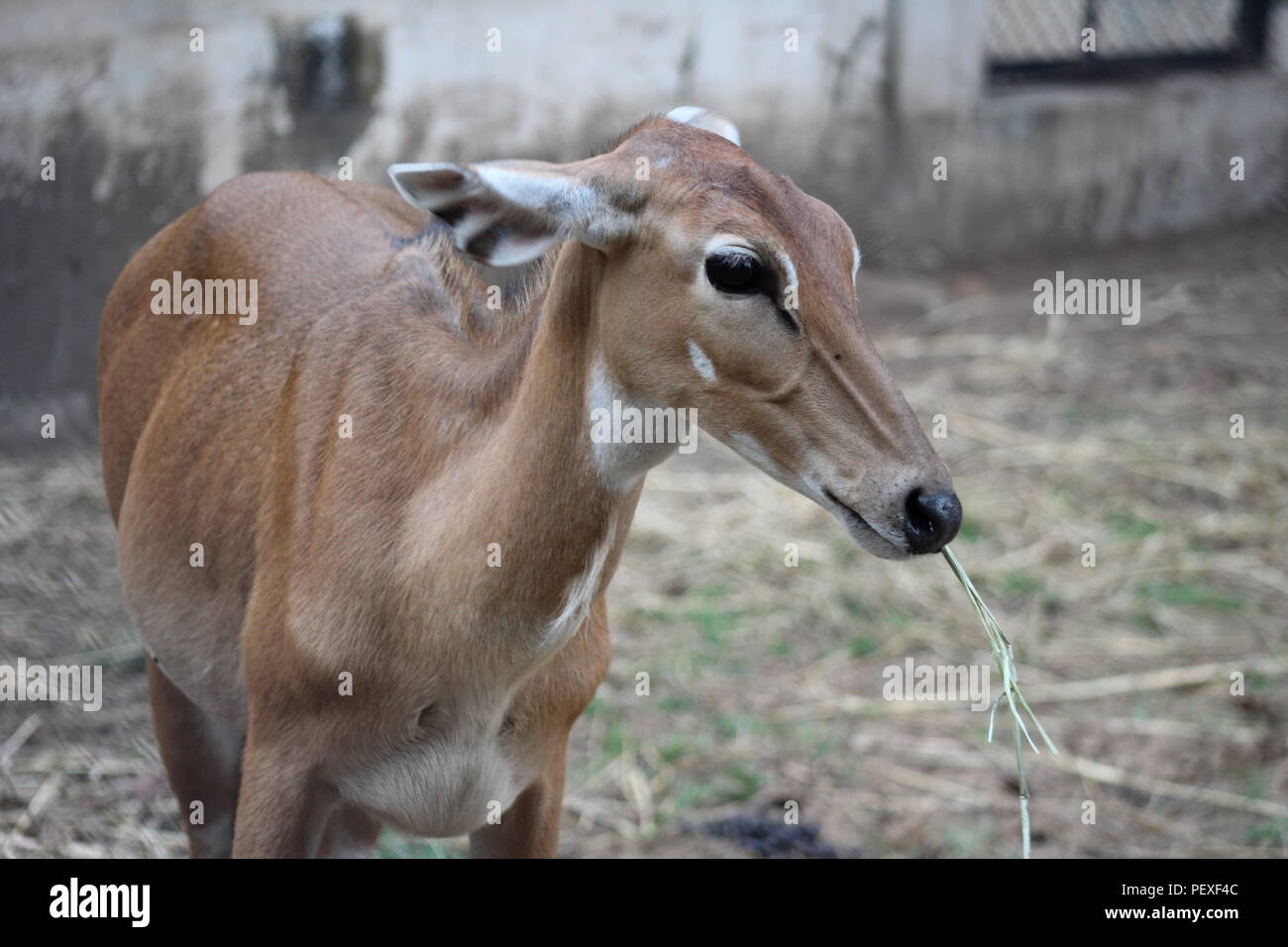 Beautiful wild life beautiful animal .Deer are among the most familiar ...