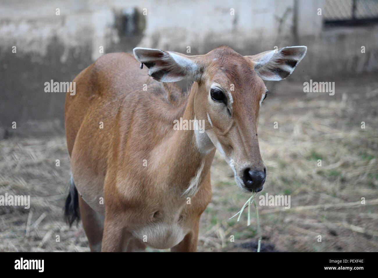 Beautiful wild life beautiful animal .Deer are among the most familiar ...