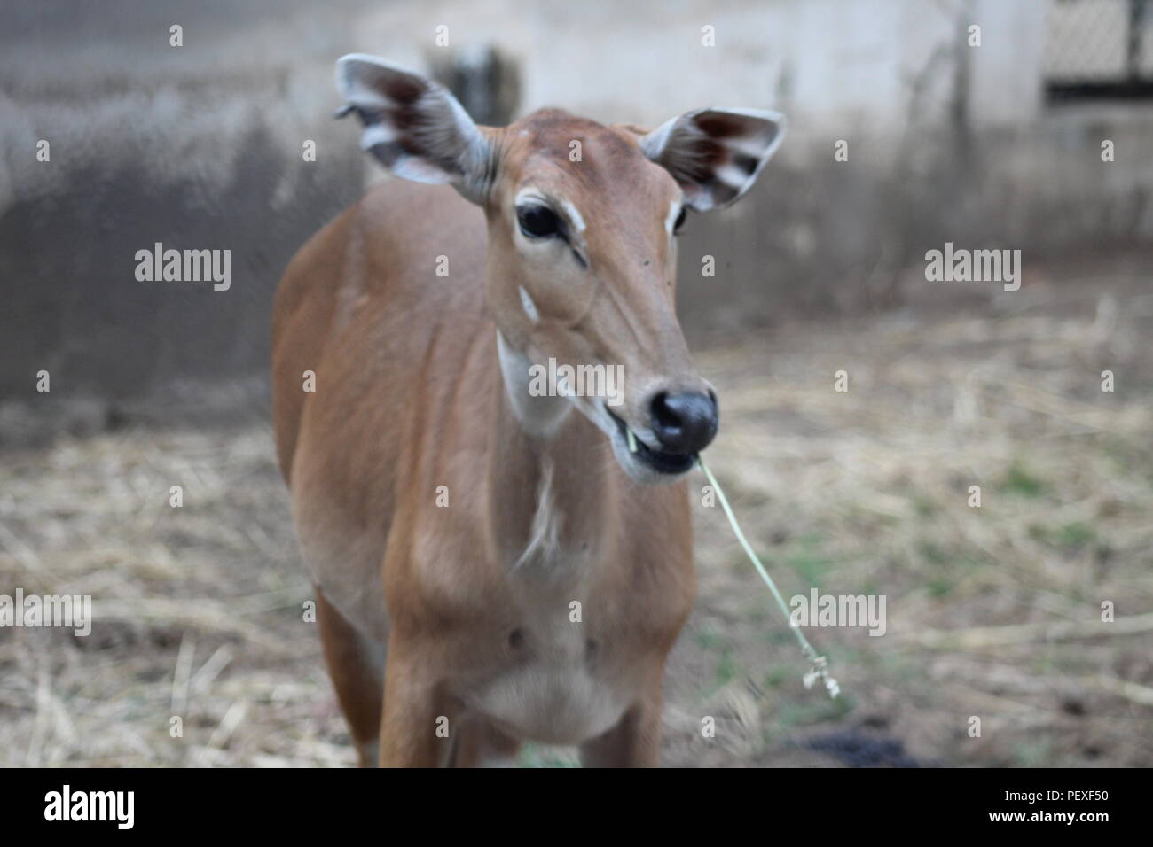 Beautiful wild life beautiful animal .Deer are among the most familiar ...