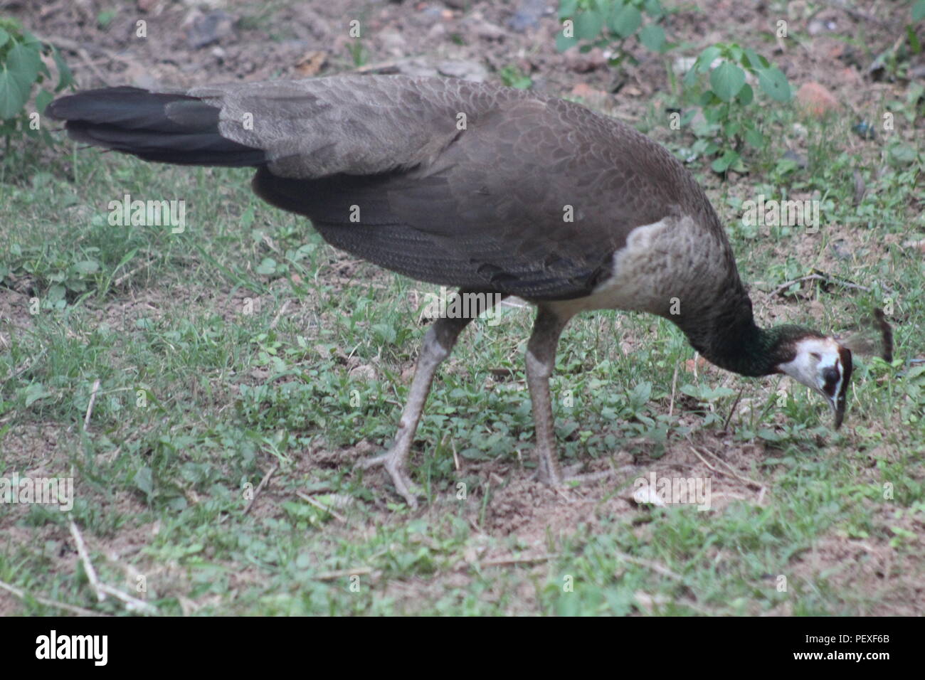 wild life photography peacock peahen.colorful wild life in rainy season ...