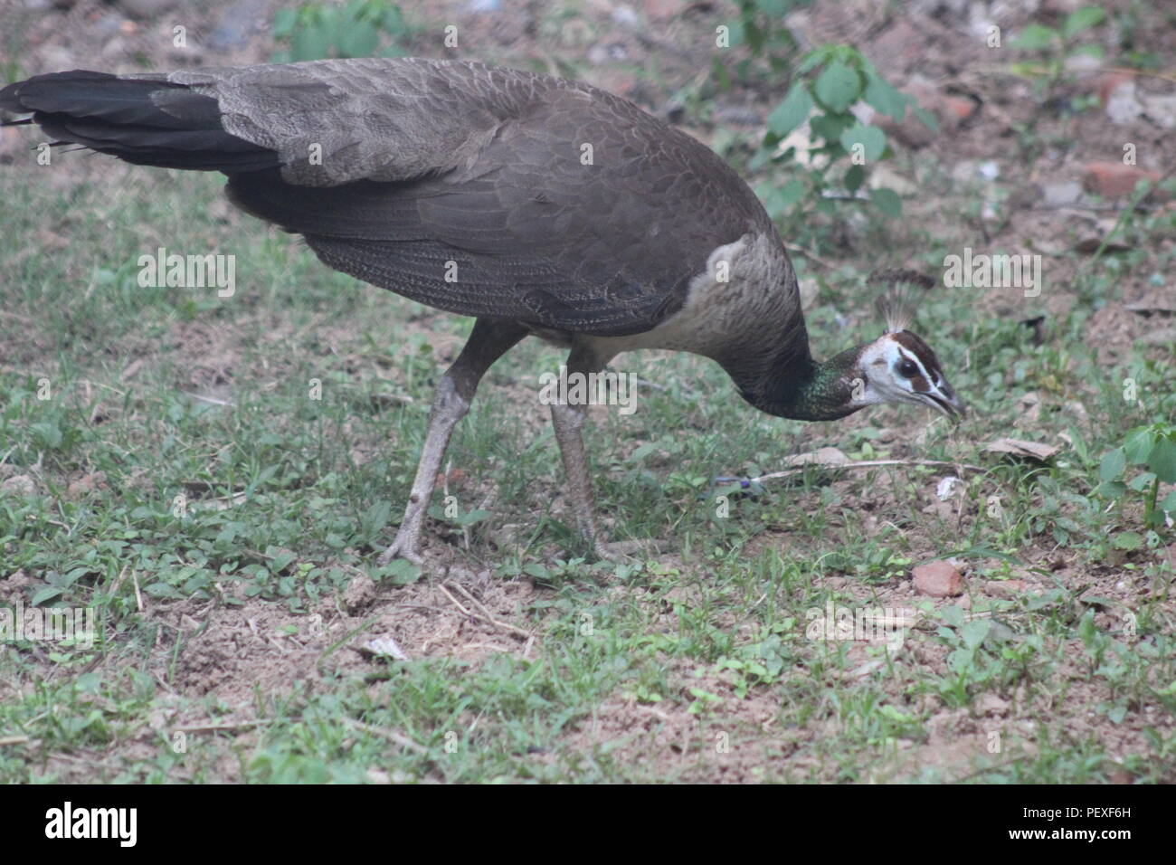 wild life photography peacock peahen.colorful wild life in rainy season ...