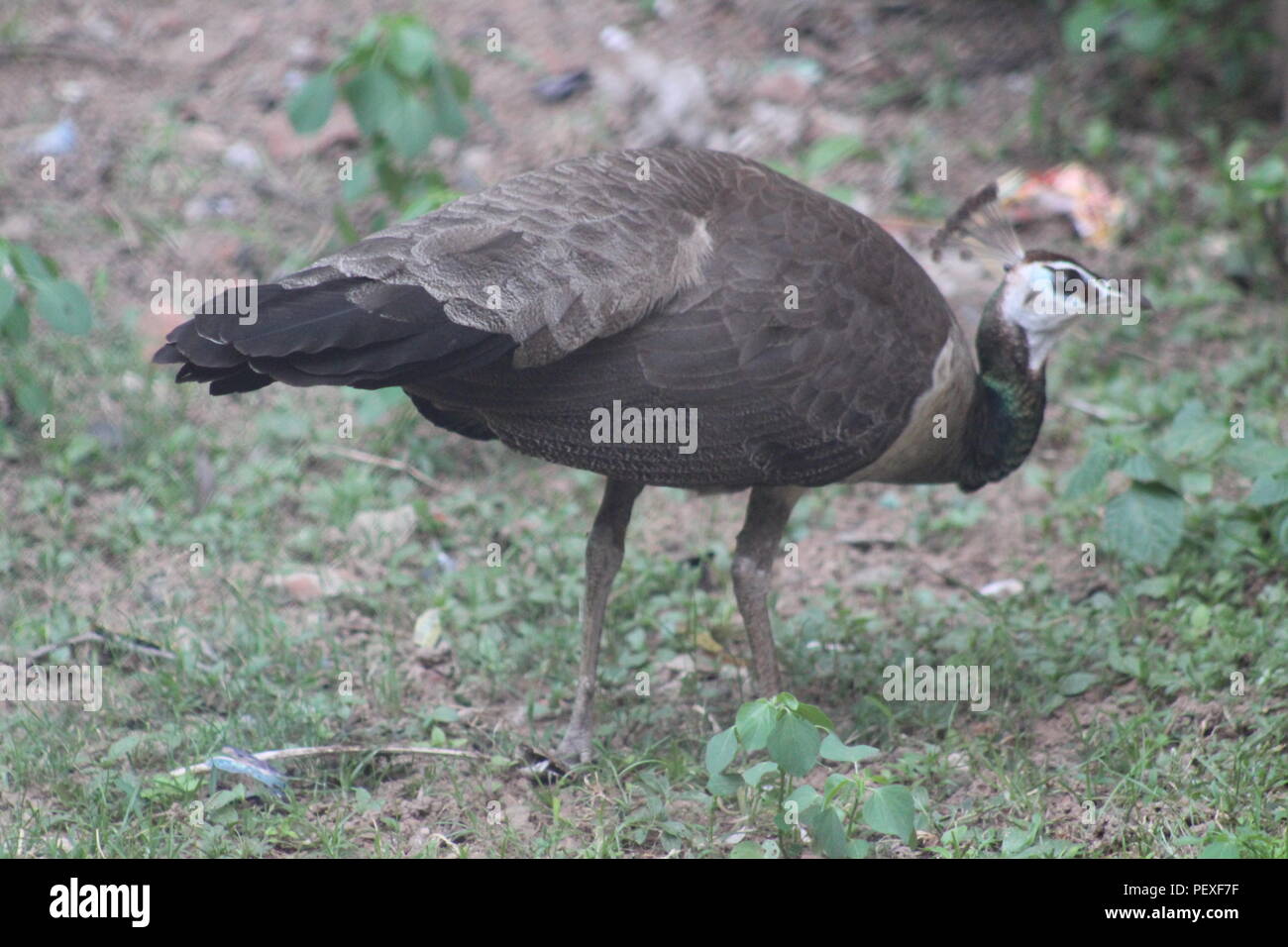 wild life photography peacock peahen.colorful wild life in rainy season ...