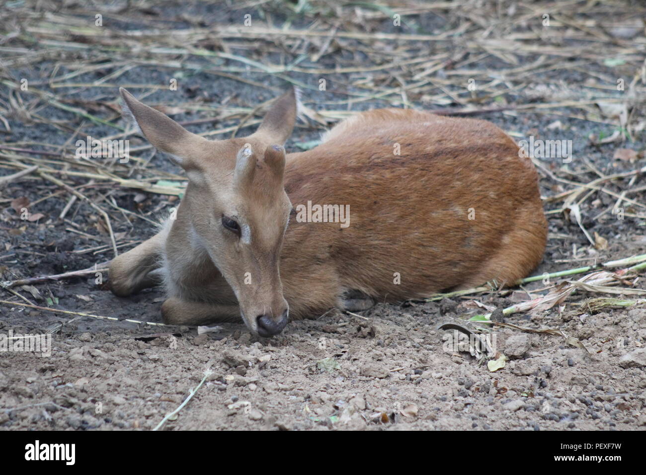 Beautiful wild life beautiful animal .Deer are among the most familiar ...