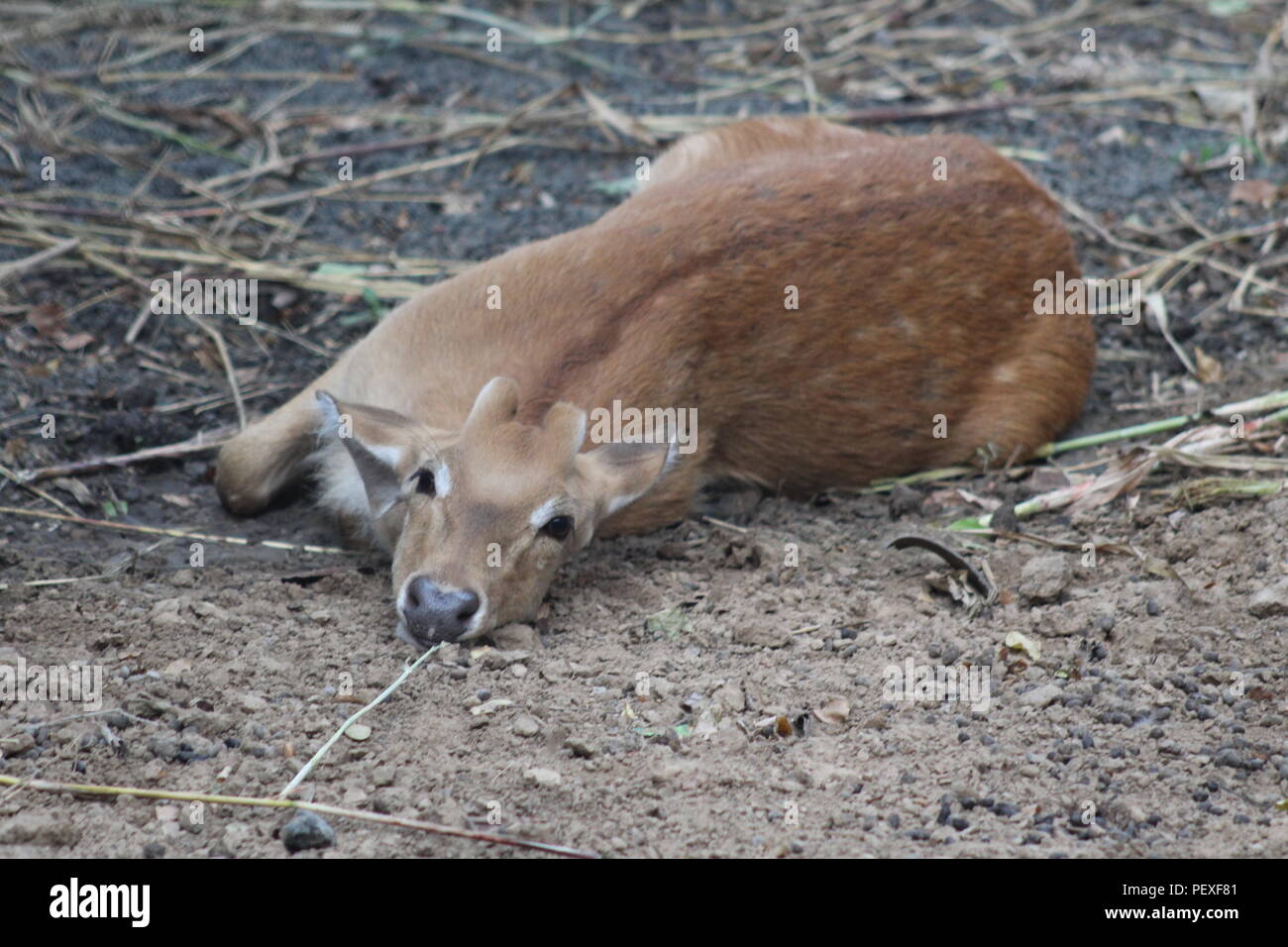 Beautiful wild life beautiful animal .Deer are among the most familiar ...