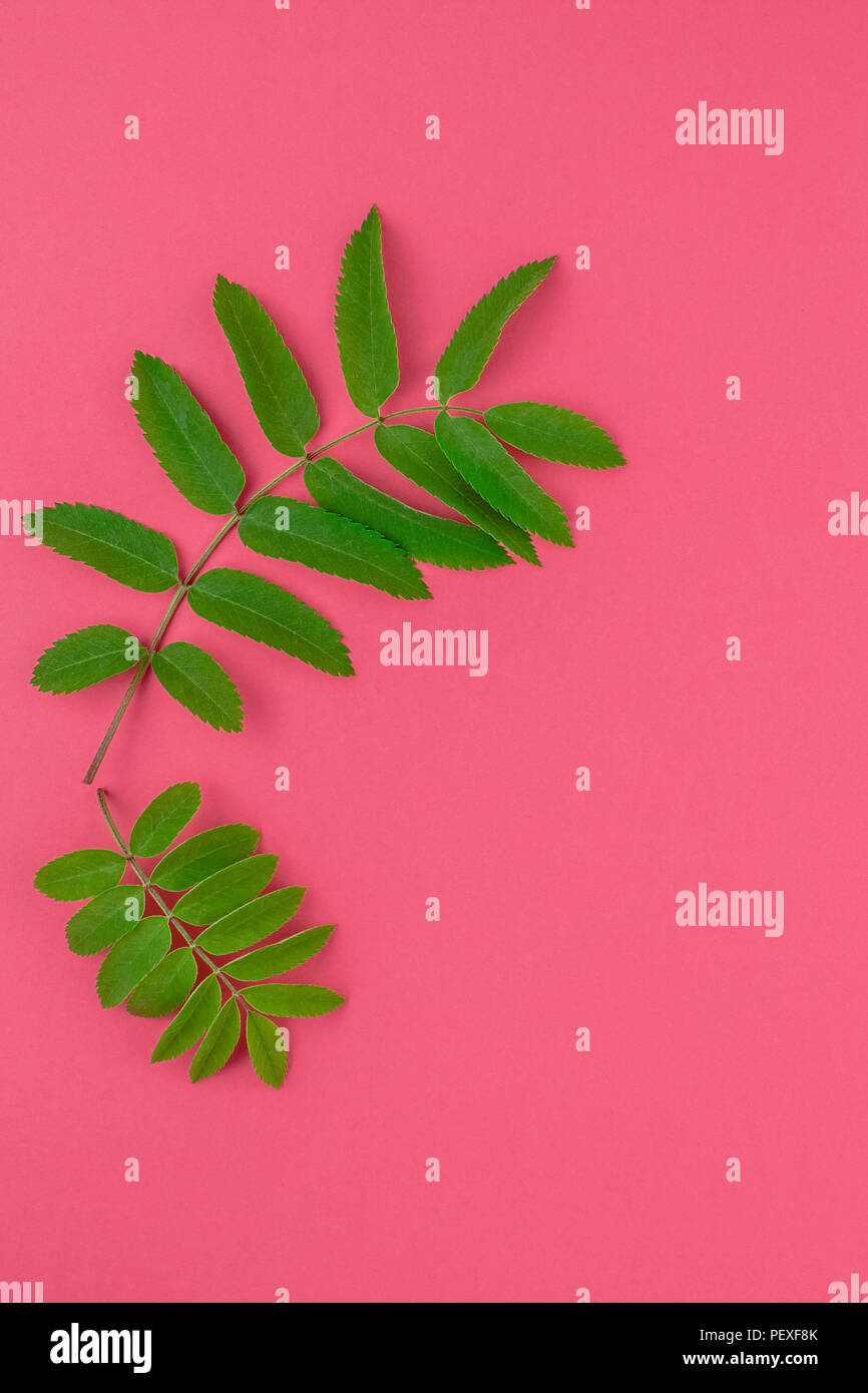 Creative flat lay top view pattern with fresh green rowan tree leaves ...