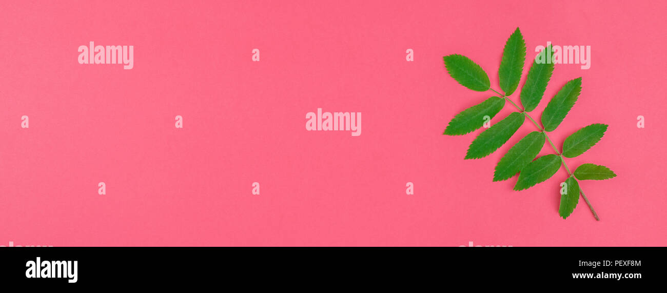 Creative flat lay top view pattern with fresh green rowan tree leaves ...