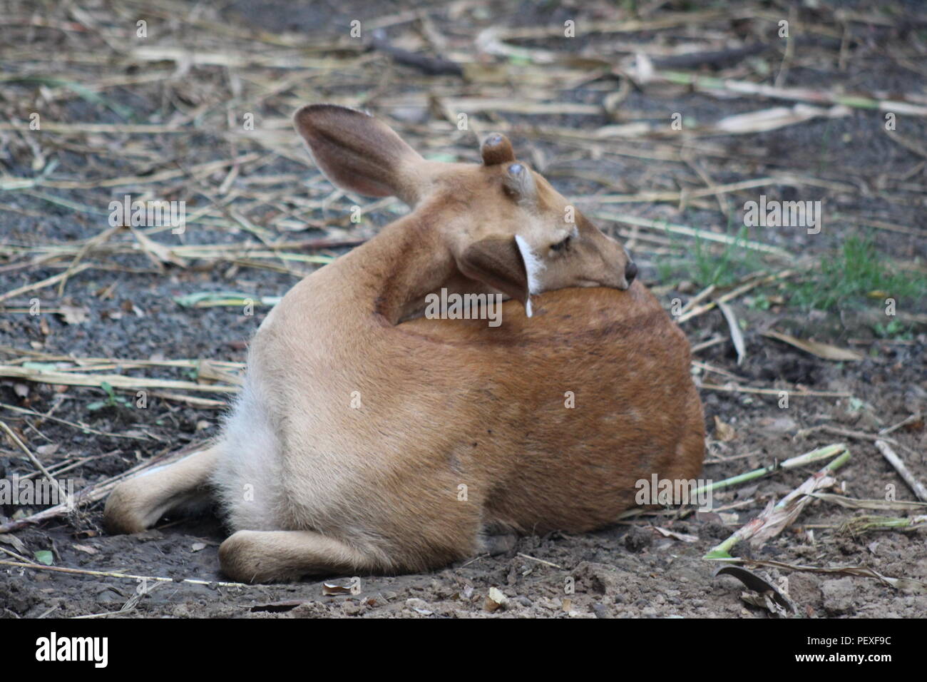 Beautiful wild life beautiful animal .Deer are among the most familiar ...