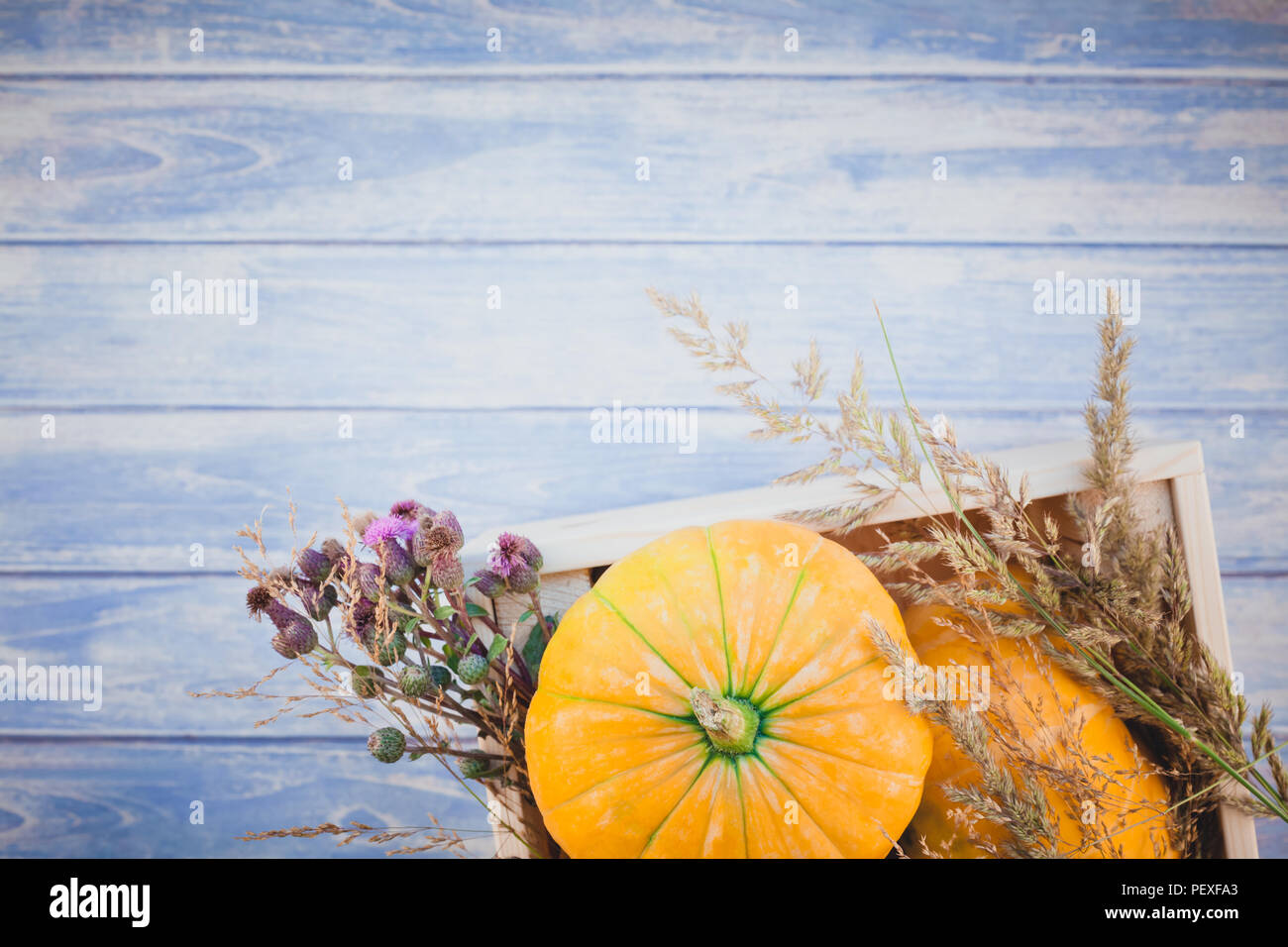 Top view of autumn orange pumpkins and dry flowers and grass in box ...