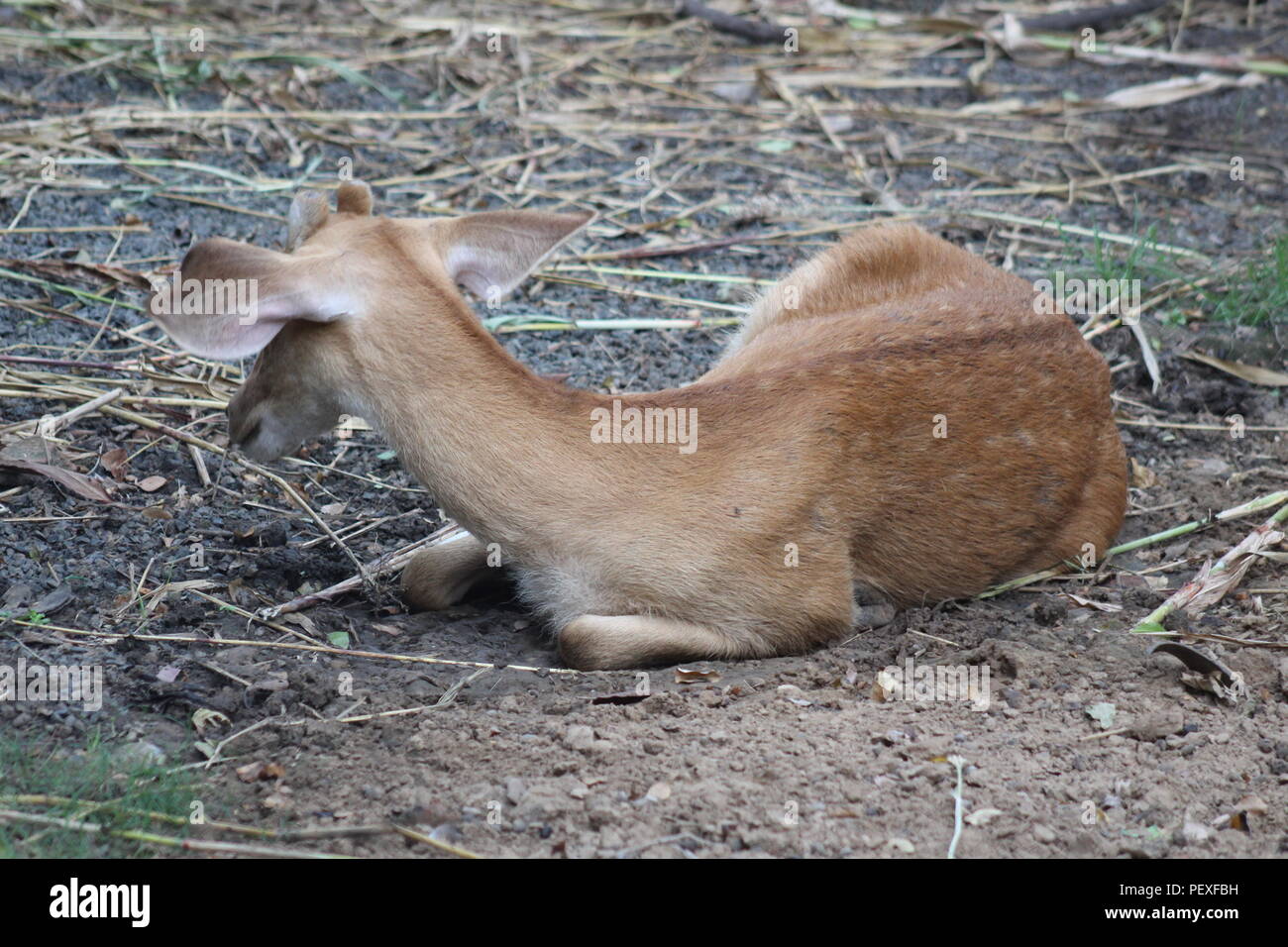 Beautiful wild life beautiful animal .Deer are among the most familiar ...