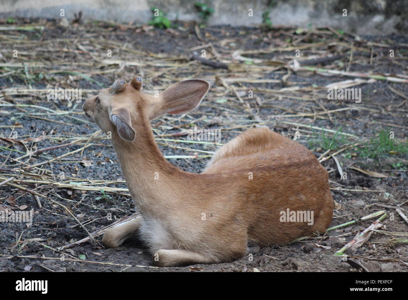 Beautiful wild life beautiful animal .Deer are among the most familiar ...