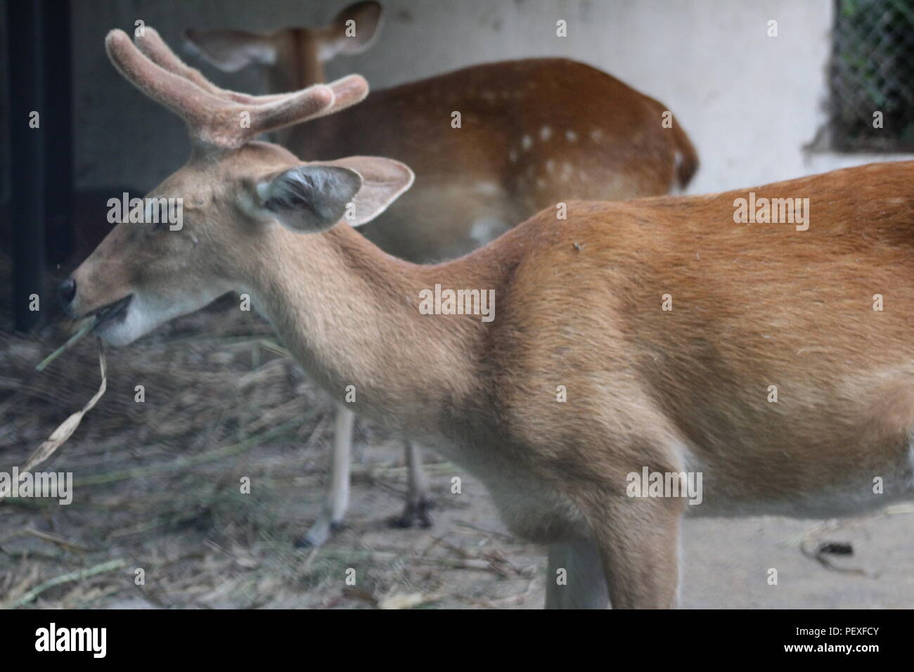 Beautiful wild life beautiful animal .Deer are among the most familiar ...