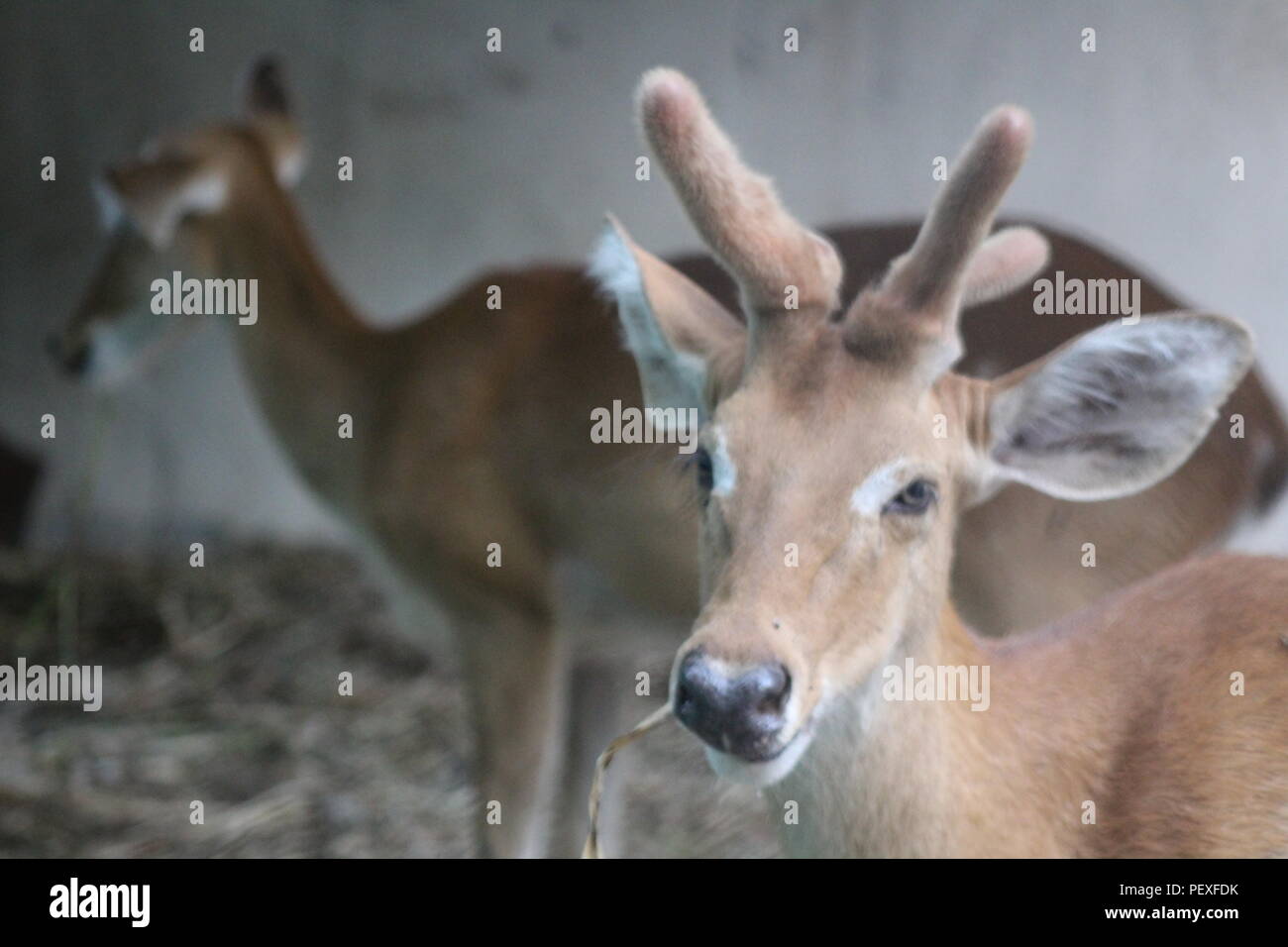 Beautiful wild life beautiful animal .Deer are among the most familiar ...