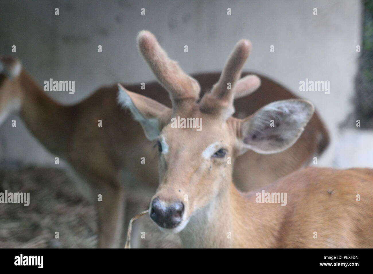 Beautiful wild life beautiful animal .Deer are among the most familiar ...