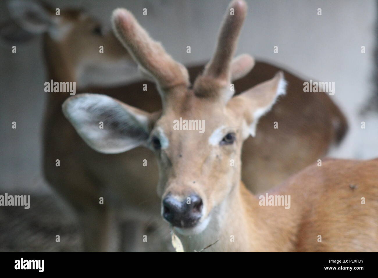 Beautiful wild life beautiful animal .Deer are among the most familiar ...