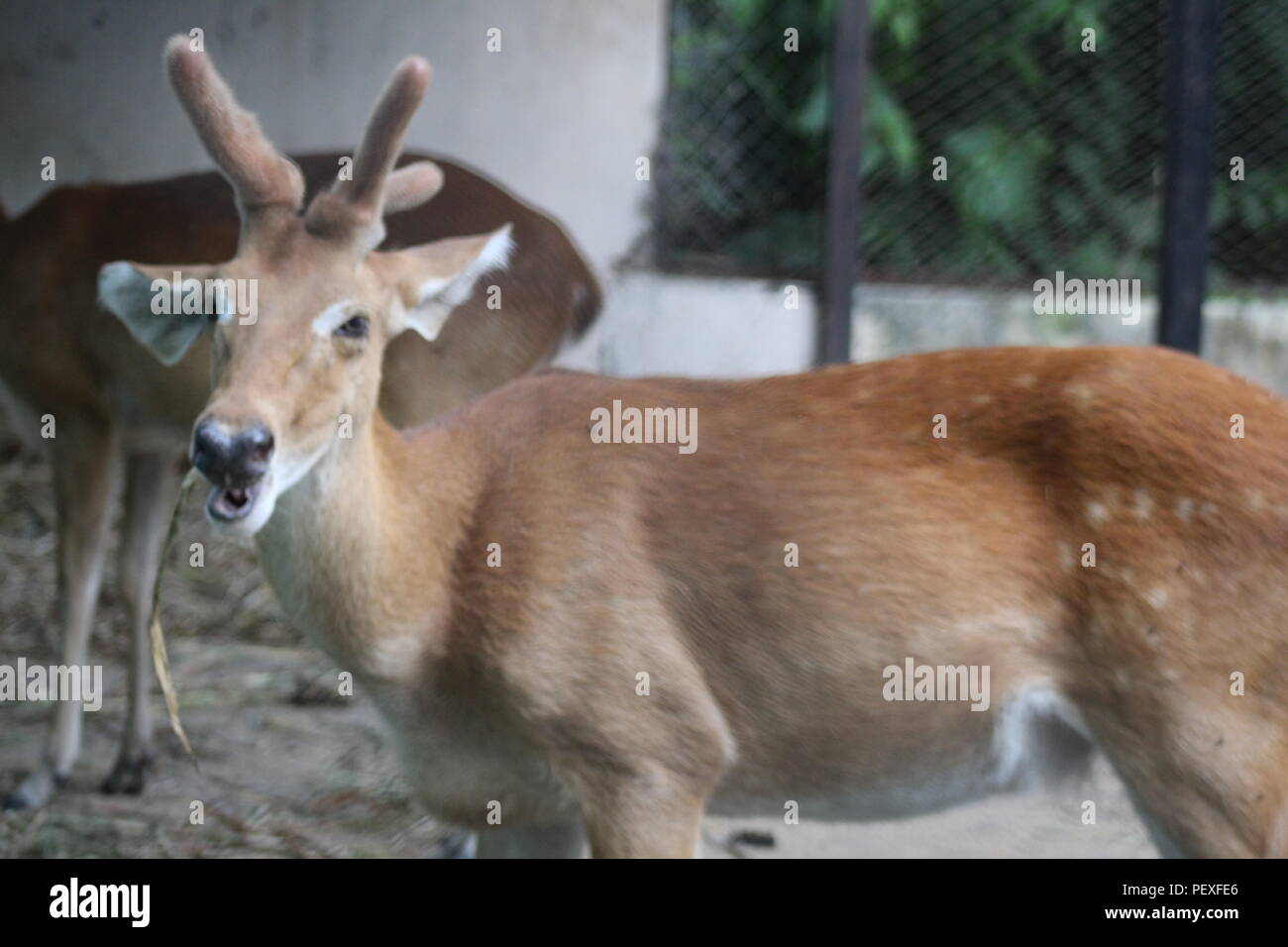 Beautiful wild life beautiful animal .Deer are among the most familiar ...