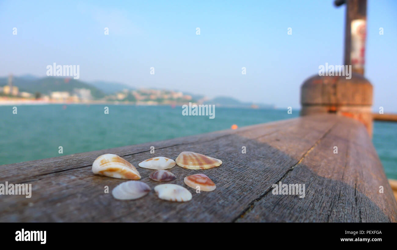 A Close-up of Several Small Shells in the Bench Stock Photo - Alamy