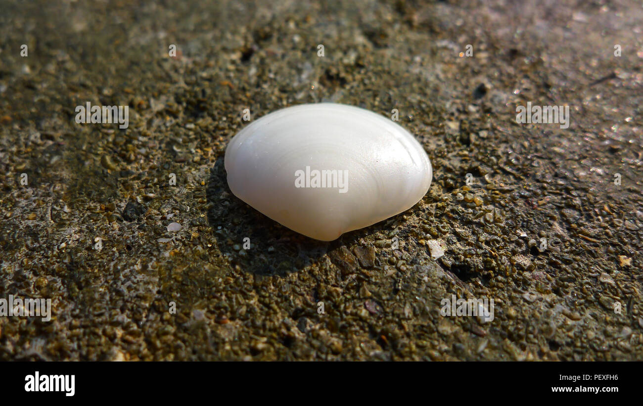 A Smooth and White Shell on the Beach Stock Photo - Alamy