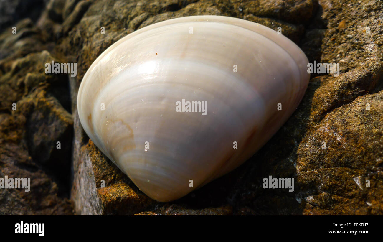 Smooth sun star hi-res stock photography and images - Alamy