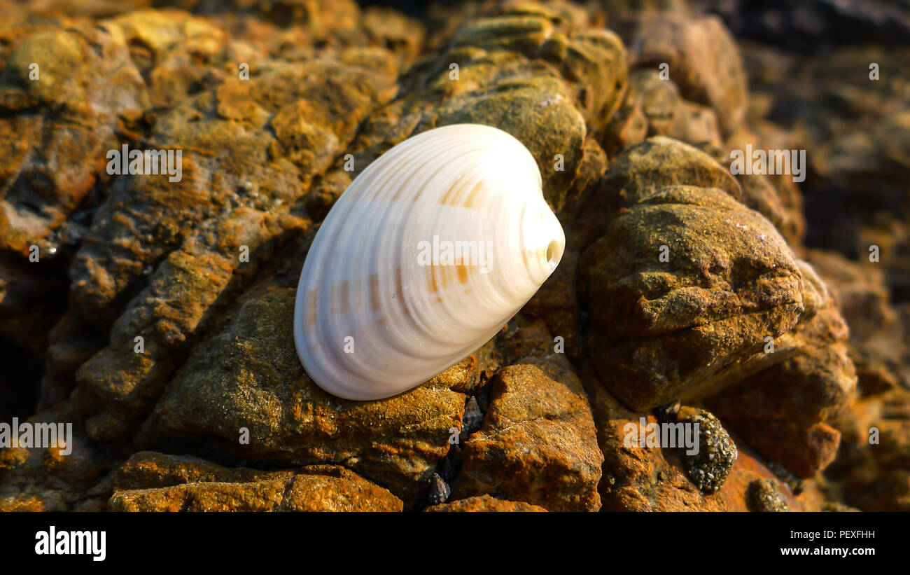 A Close-up of a Smooth and White Shell Stock Photo - Alamy