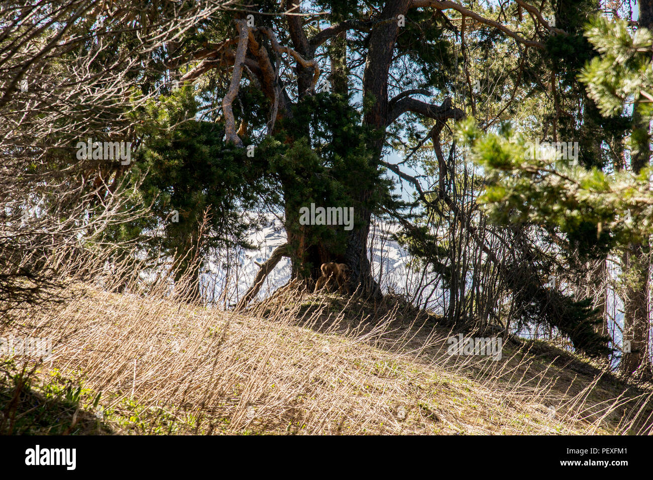 The Caucasian bison - an animal from a red book Stock Photo - Alamy