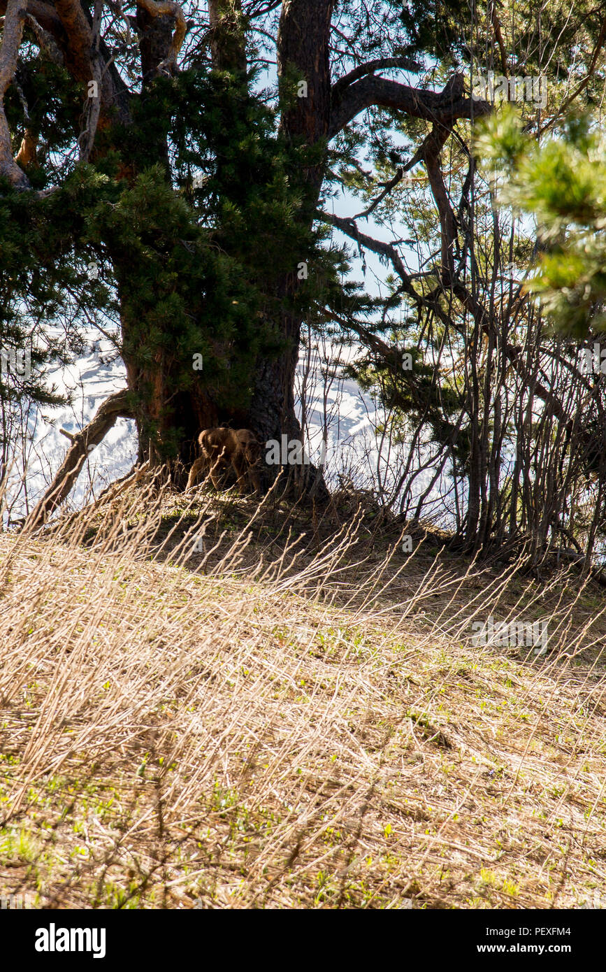 The Caucasian bison - an animal from a red book Stock Photo - Alamy