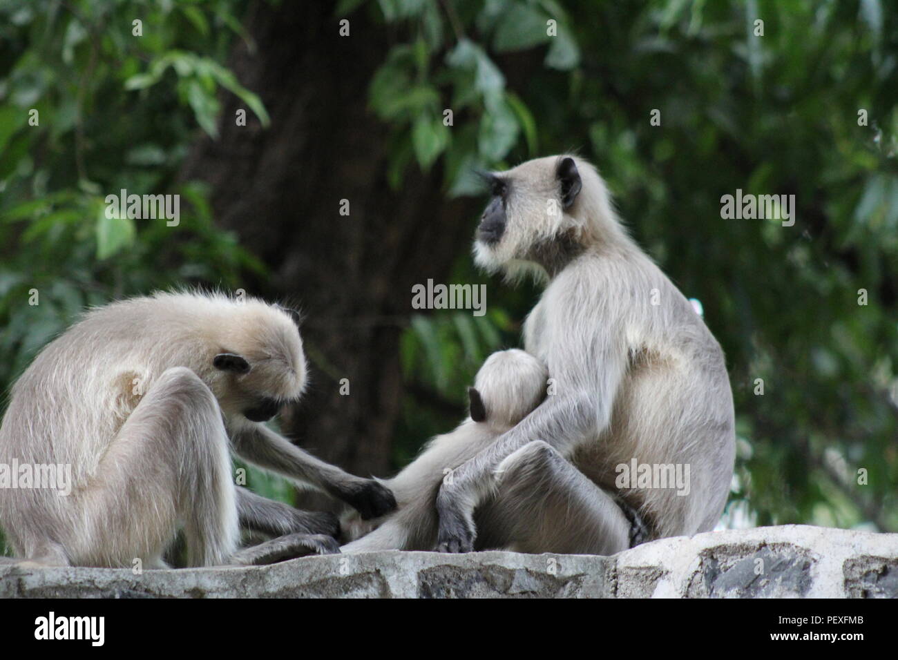 Cute jungle animal hi-res stock photography and images - Alamy