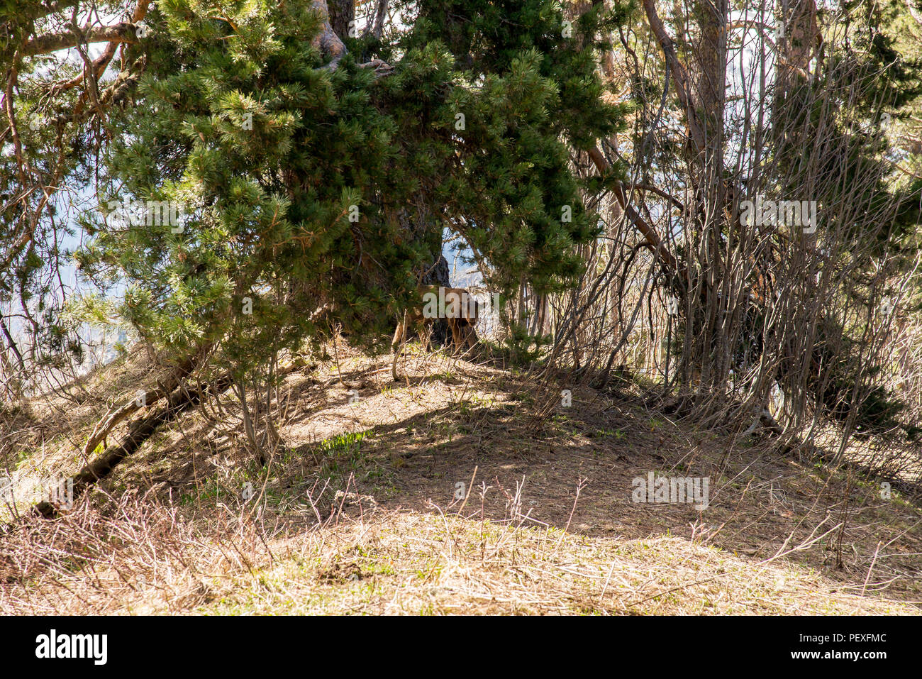 The Caucasian bison - an animal from a red book Stock Photo - Alamy