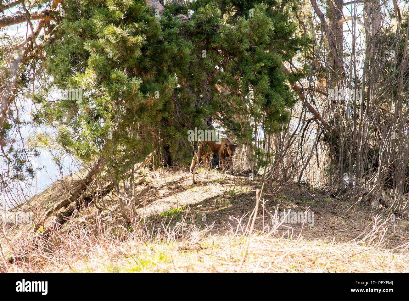 The Caucasian bison - an animal from a red book Stock Photo - Alamy