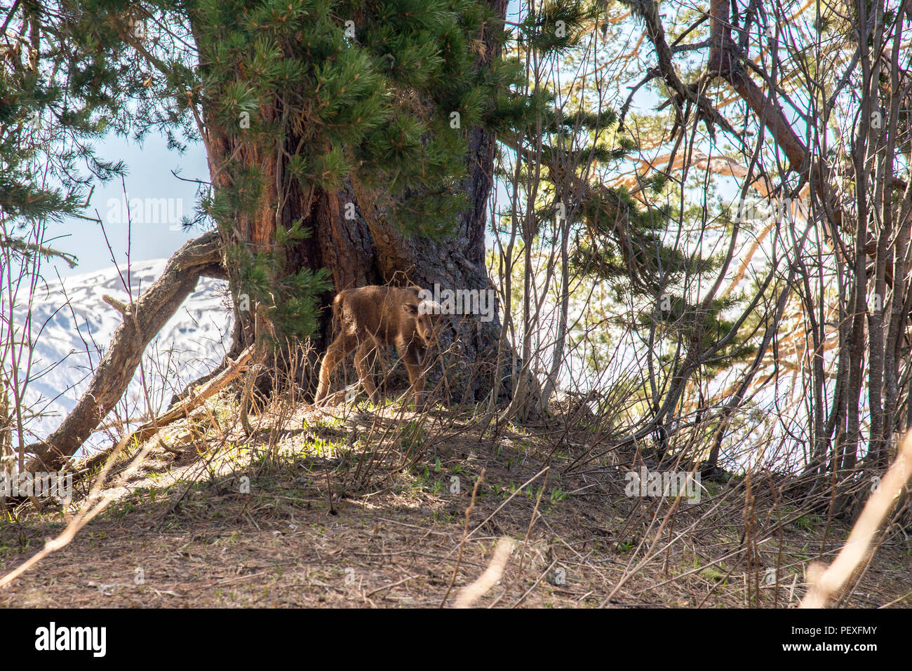 The Caucasian bison - an animal from a red book Stock Photo - Alamy