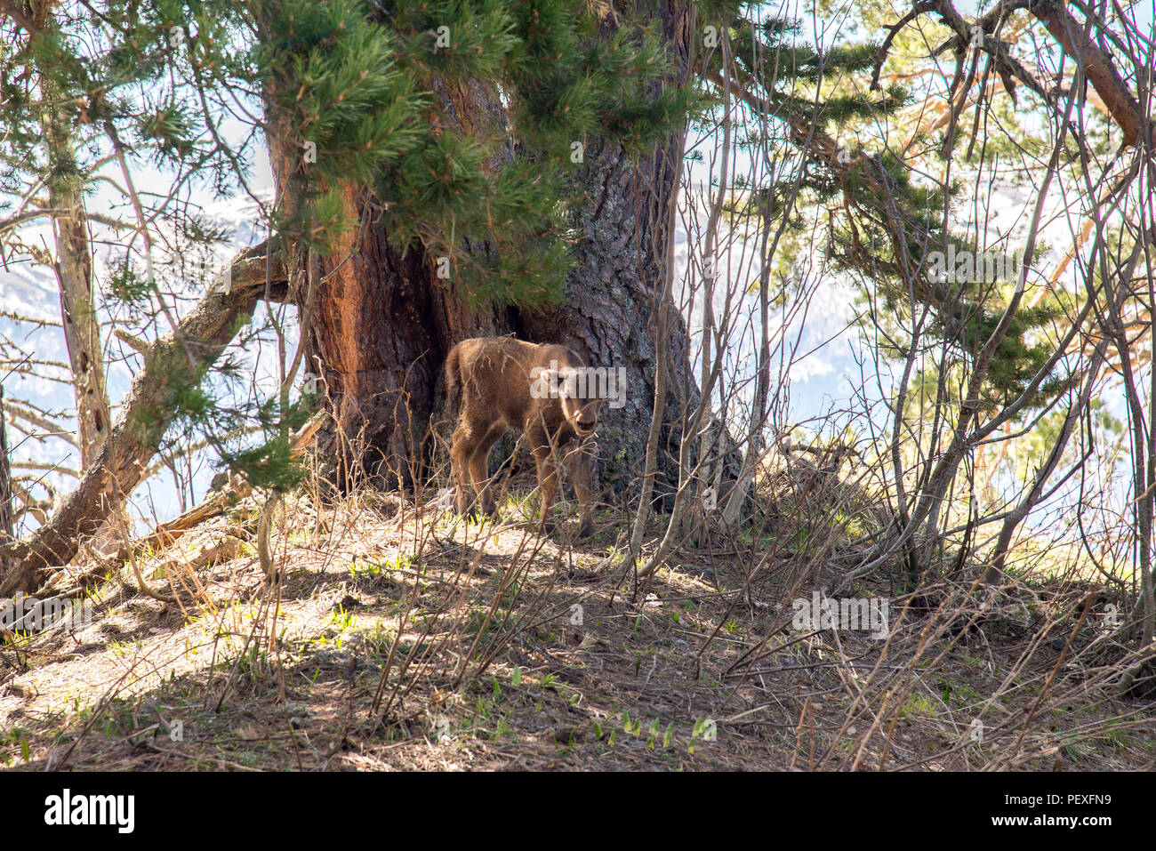 The Caucasian bison - an animal from a red book Stock Photo - Alamy
