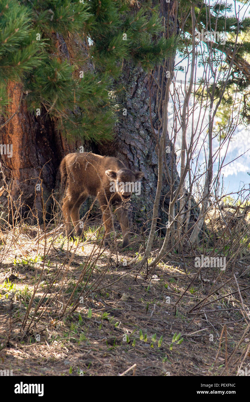 The Caucasian bison - an animal from a red book Stock Photo - Alamy