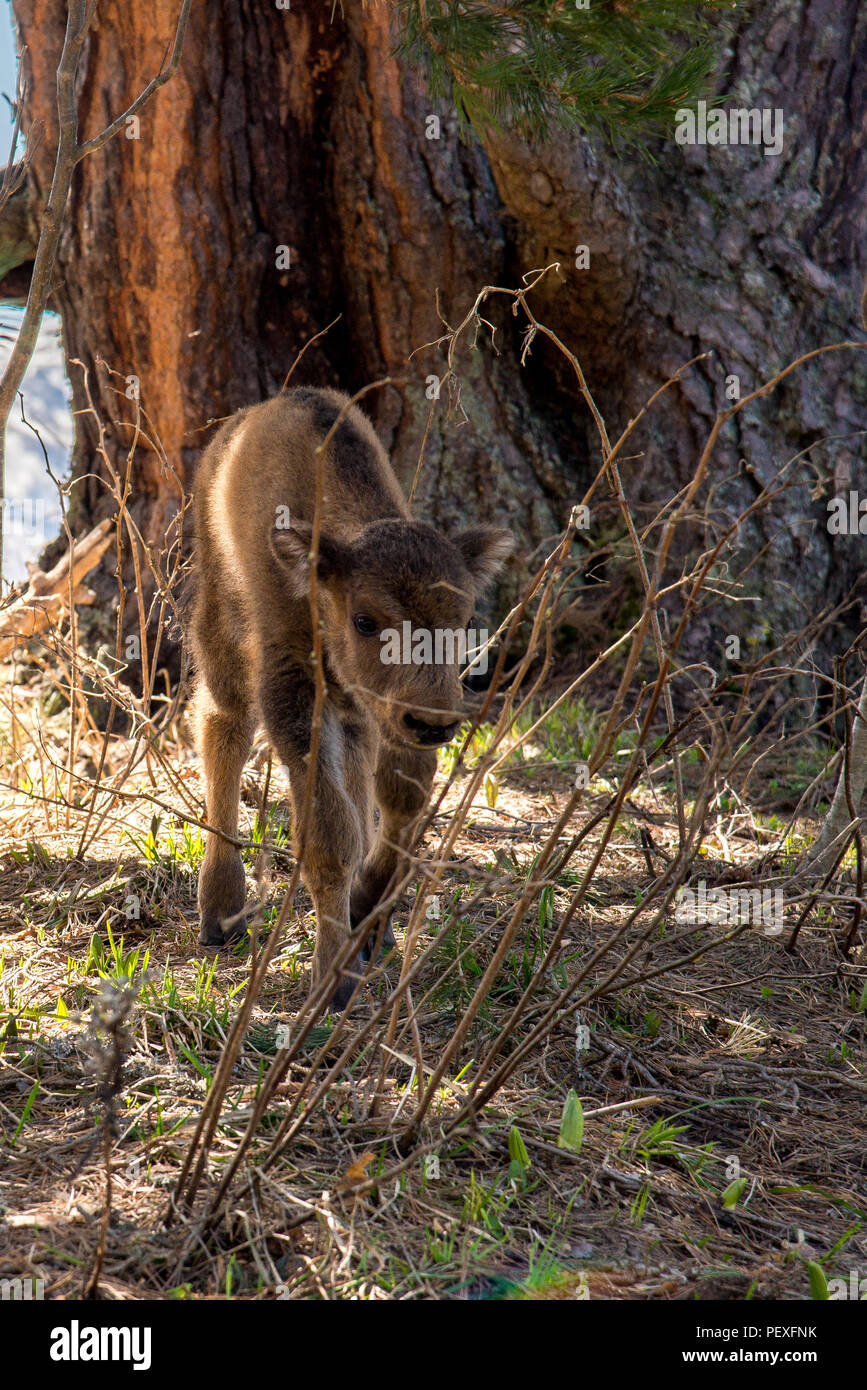 Bison family animal photo hi-res stock photography and images - Alamy