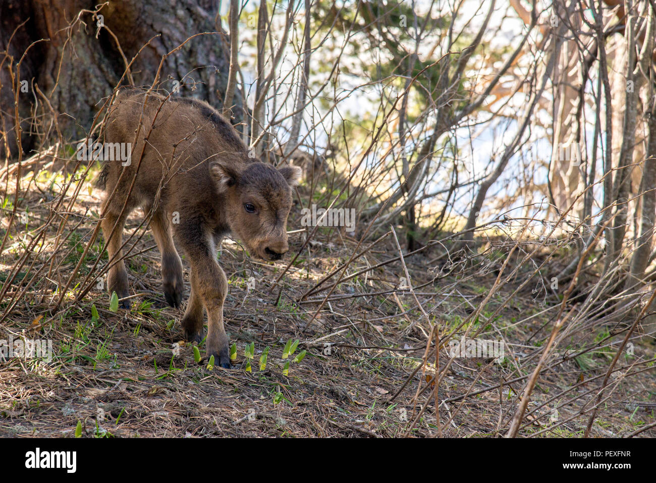 Bison family animal photo hi-res stock photography and images - Alamy
