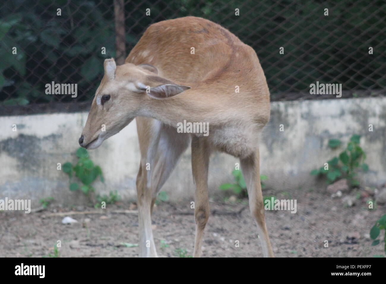 Beautiful wild life beautiful animal .Deer are among the most familiar ...