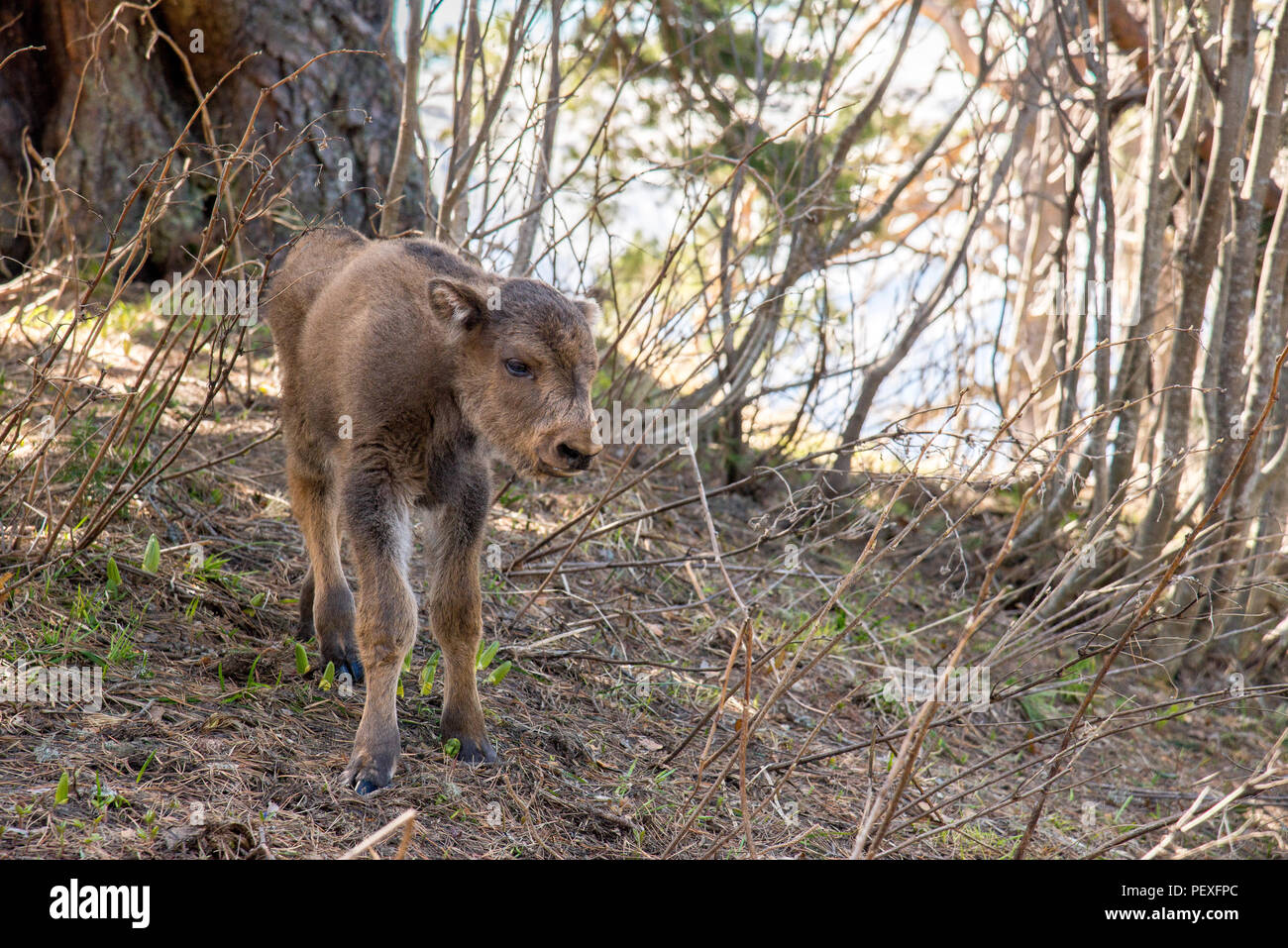 The Caucasian bison - an animal from a red book Stock Photo - Alamy