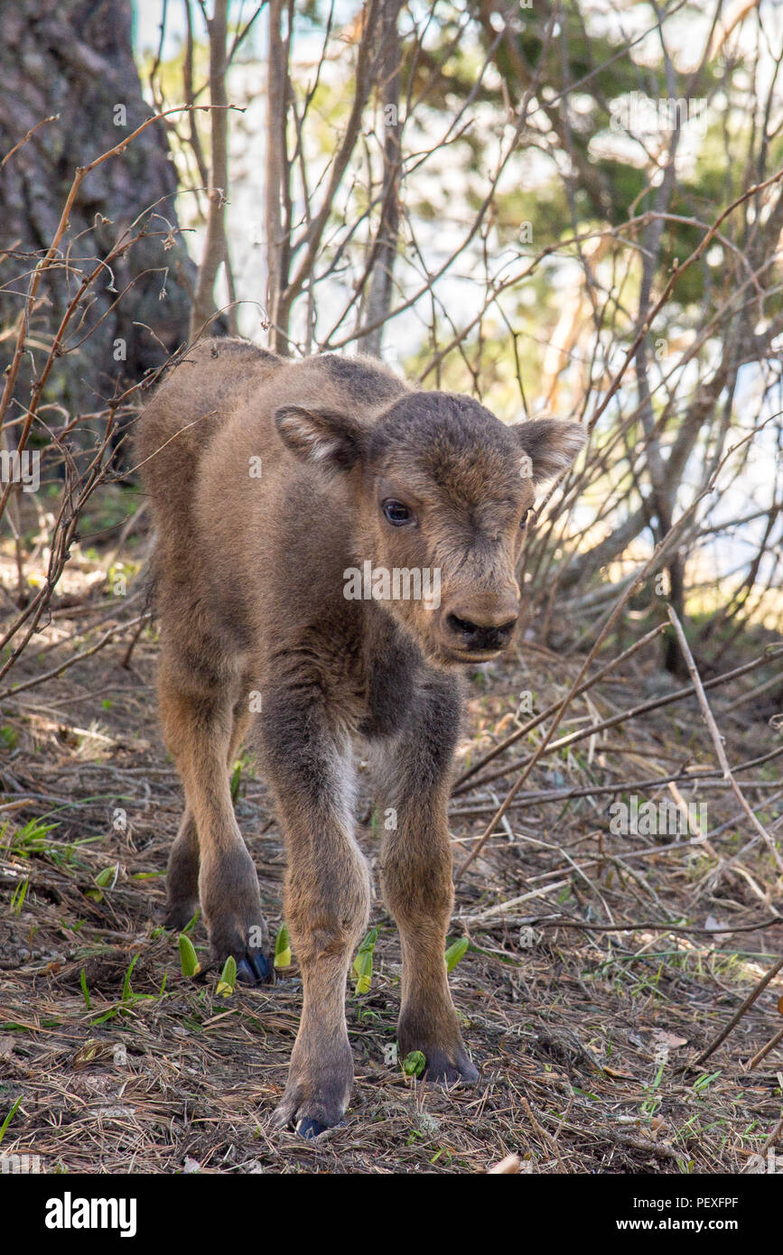 The Caucasian bison - an animal from a red book Stock Photo - Alamy