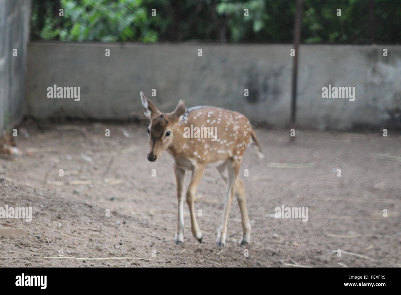 Beautiful wild life beautiful animal .Deer are among the most familiar ...