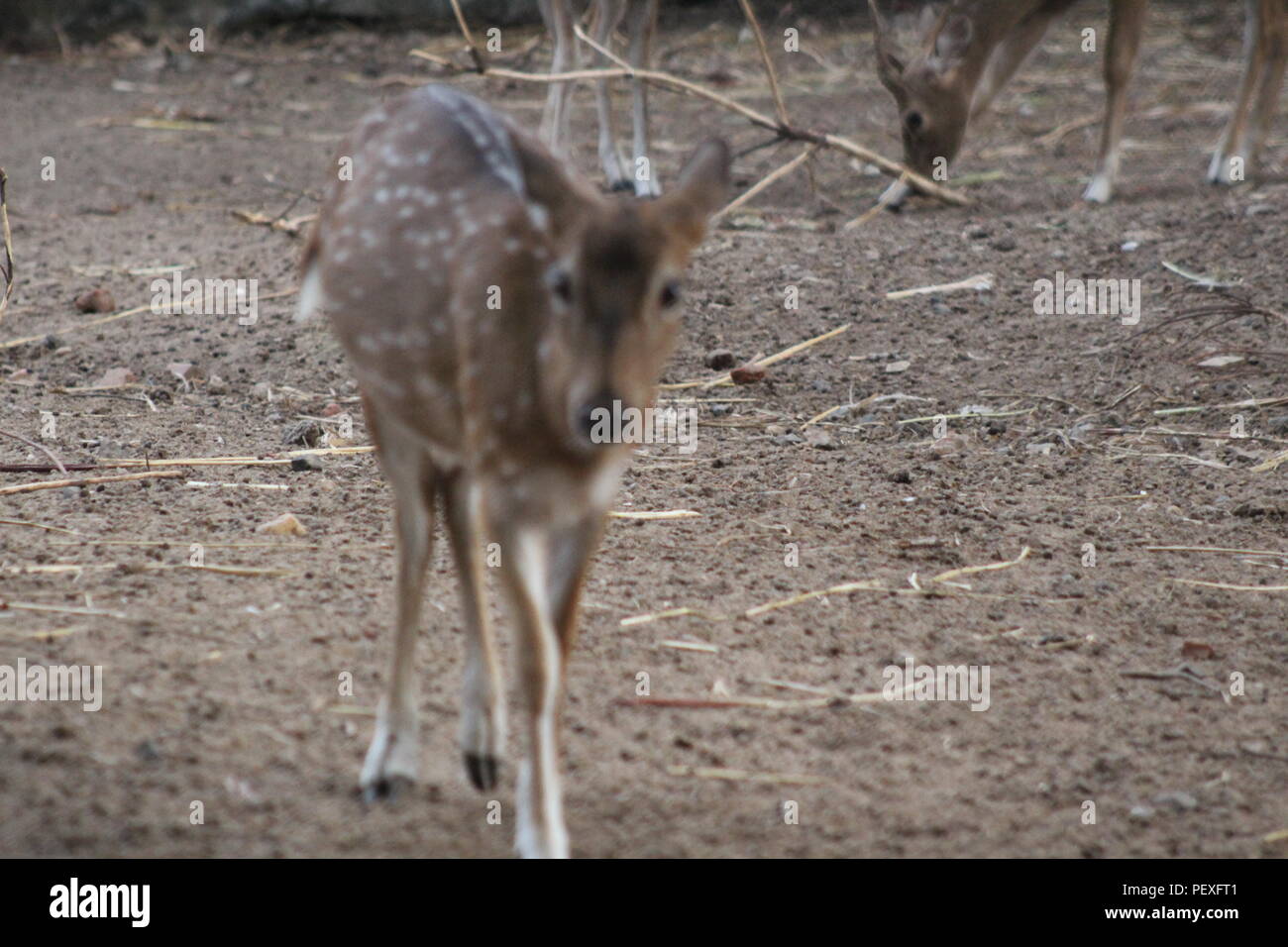 Familiar animals hi-res stock photography and images - Alamy