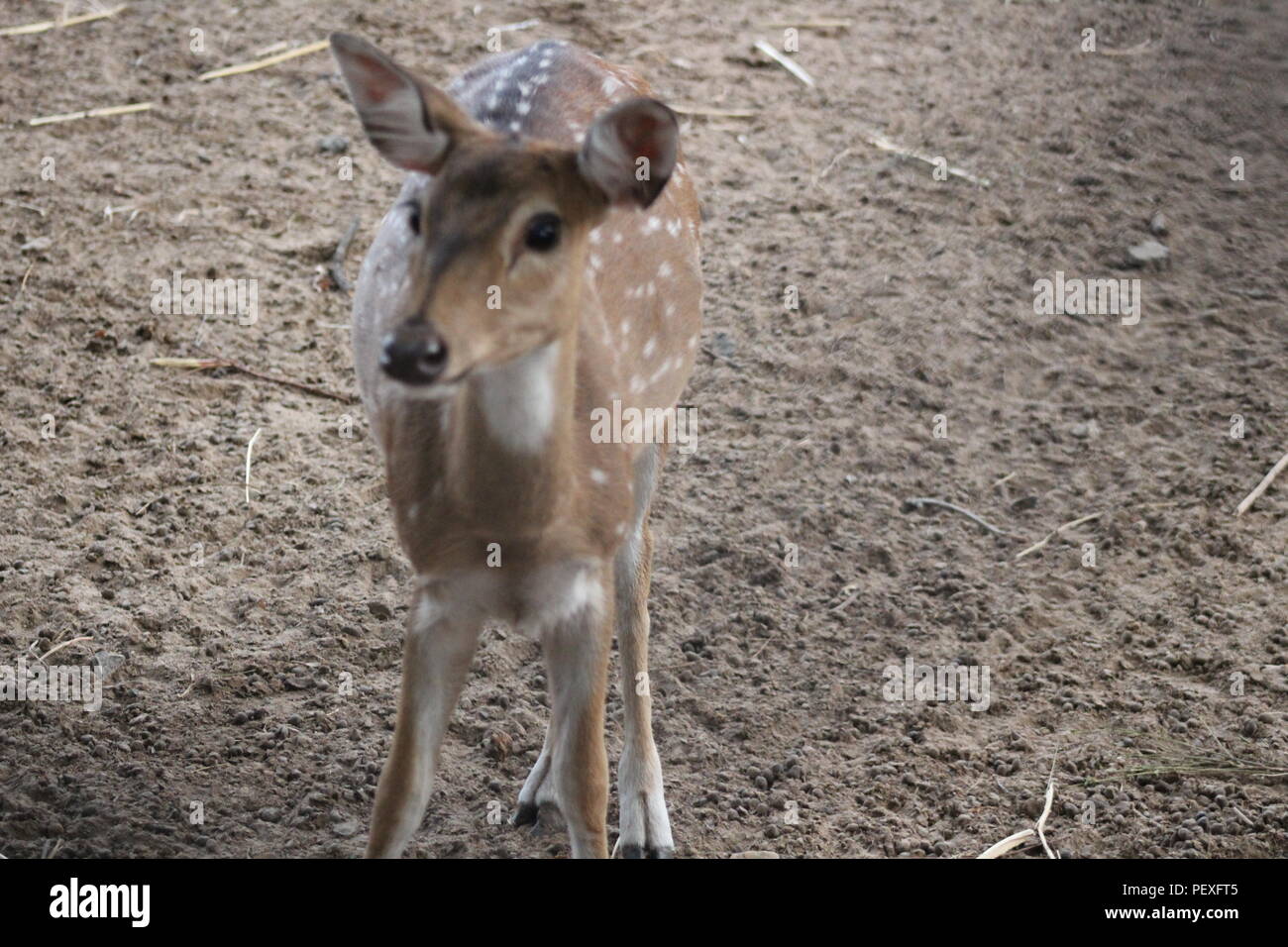 Beautiful wild life beautiful animal .Deer are among the most familiar ...