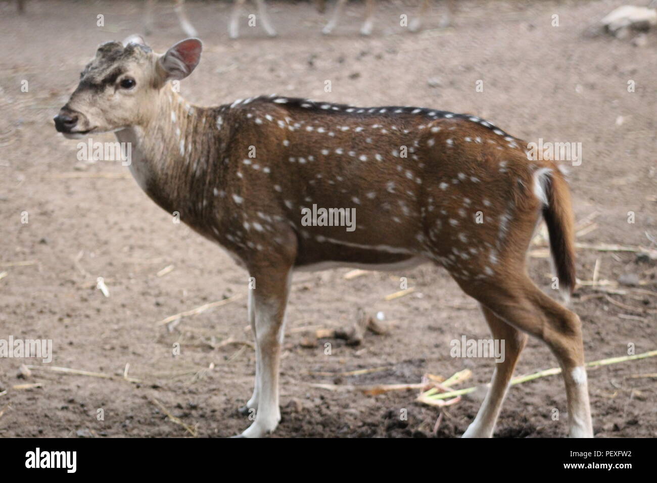 Beautiful wild life beautiful animal .Deer are among the most familiar ...